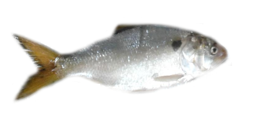 Seafood – MPI Holdings